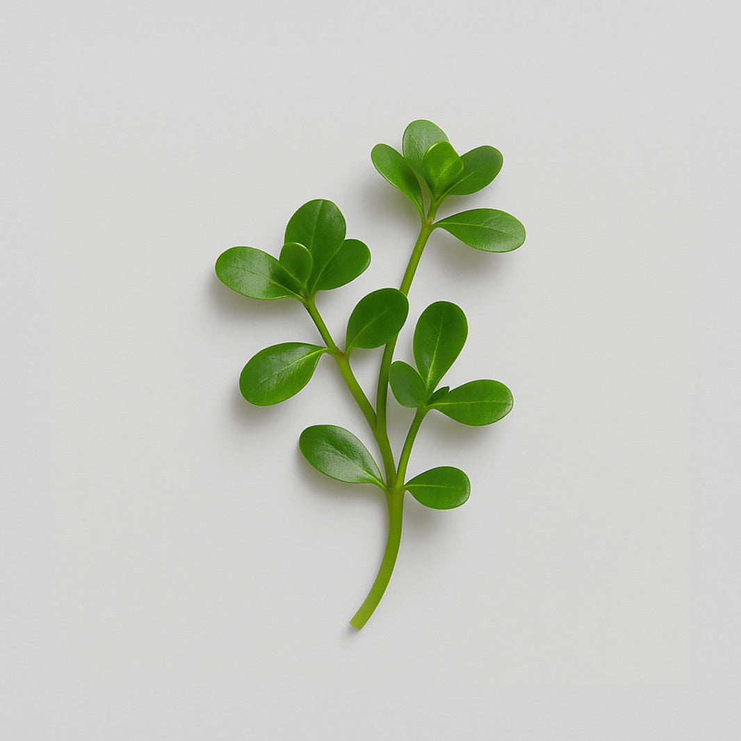 Bacopa (Brahmi)